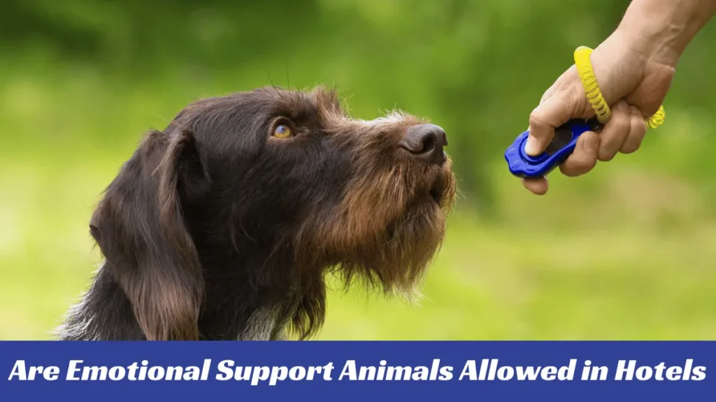 Why Put a Bandaid on a Hotel Outlet: Safety Hacks Unveiled